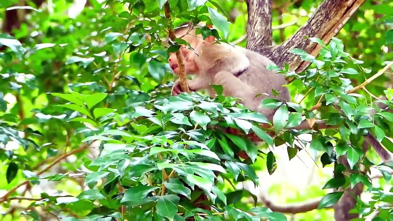 Sada baby sitting poorly on high tree, elder sister Bella accompany ...