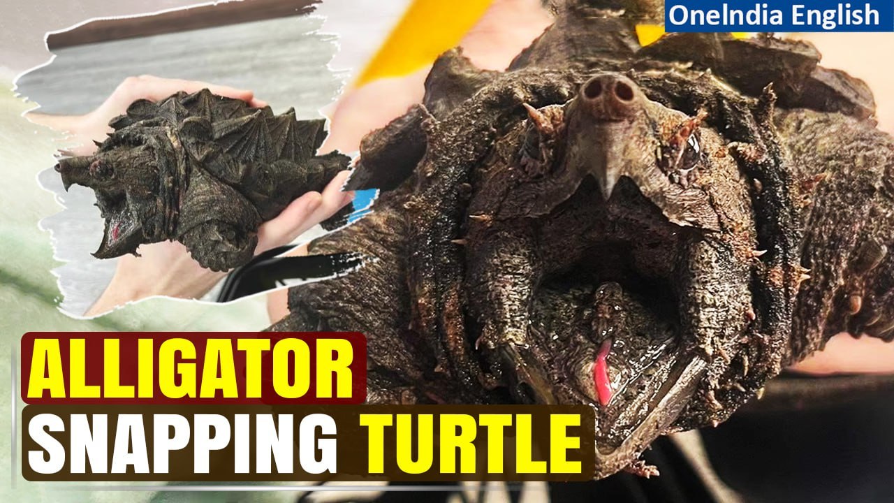Alligator Snapping Turtle Discovered in Cumbria, Jaw Strong Enough to ...