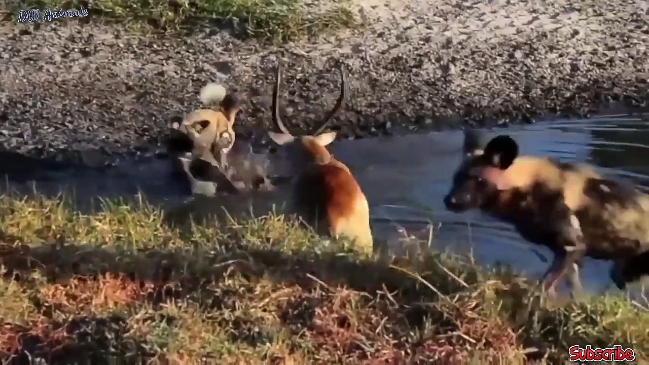Discovery Wild Animal Fights _ 2 Buffalo vs 10 Lion, Hyena & Wild dogs ...
