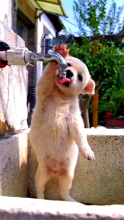 Cute Puppy Drinking water - video Dailymotion