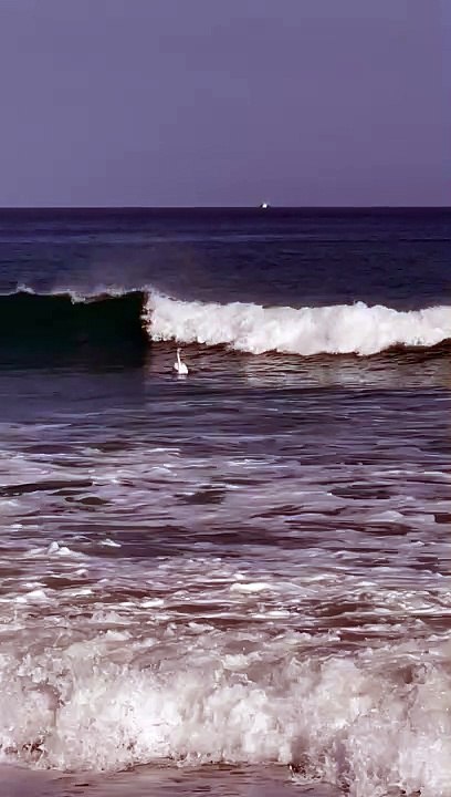 Surfing Swan Catches a Wave - video Dailymotion