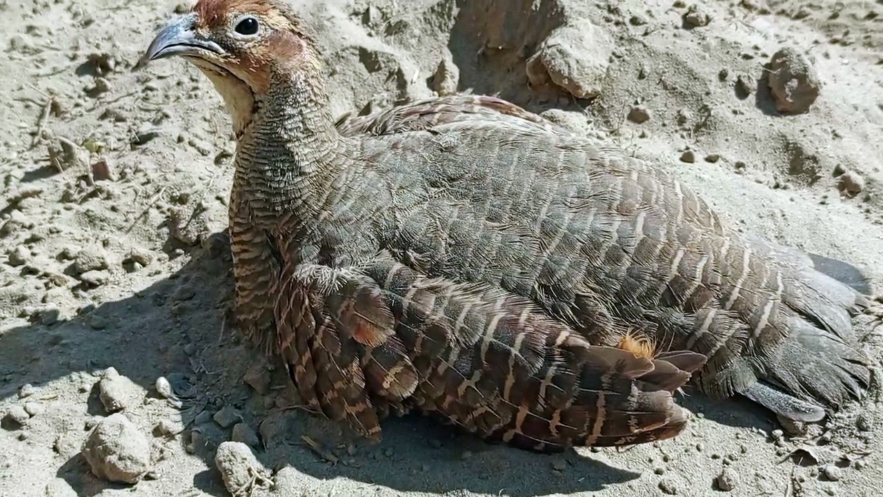 Pakistani teetar bird - video Dailymotion
