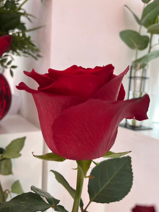 Northern Ireland florist selling one of the largest roses in the world ...