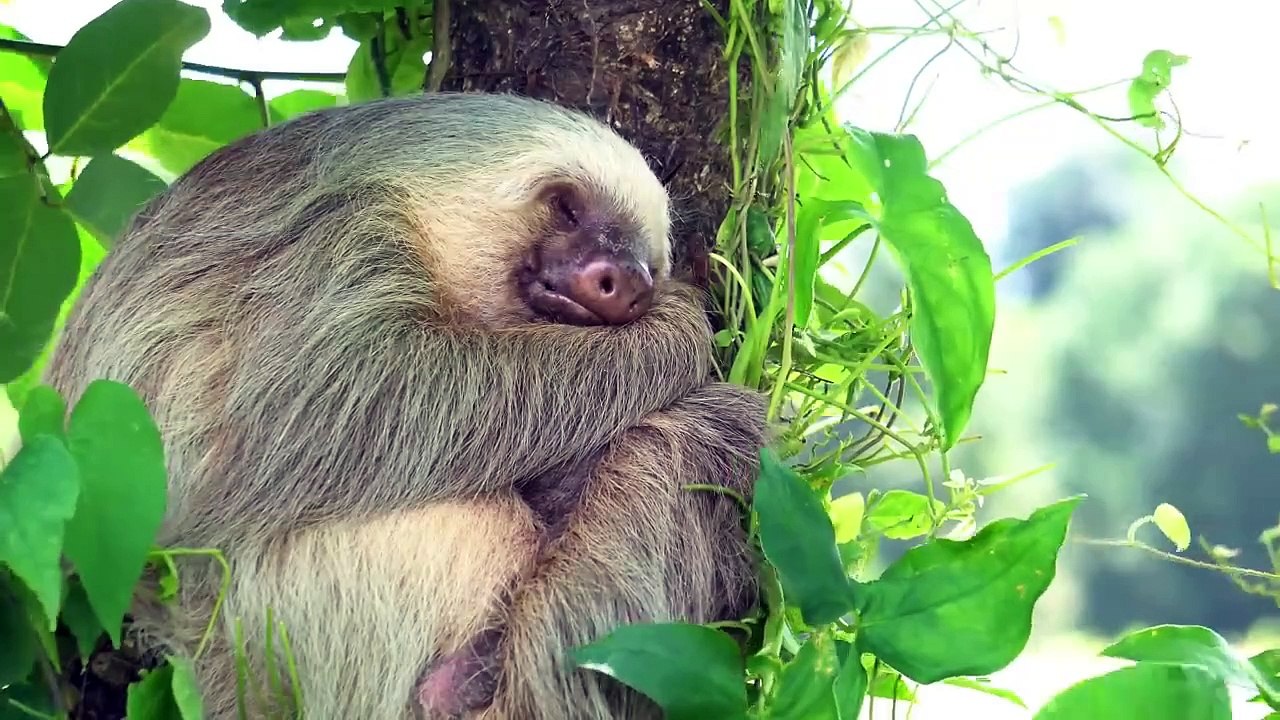 Wildlife of Amazon 4K - Animals That Call The Jungle Home _ Amazon ...