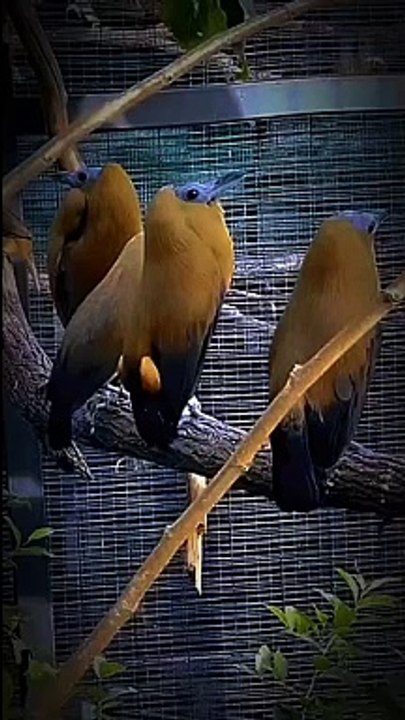 Capuchinbird Short Fact - video Dailymotion