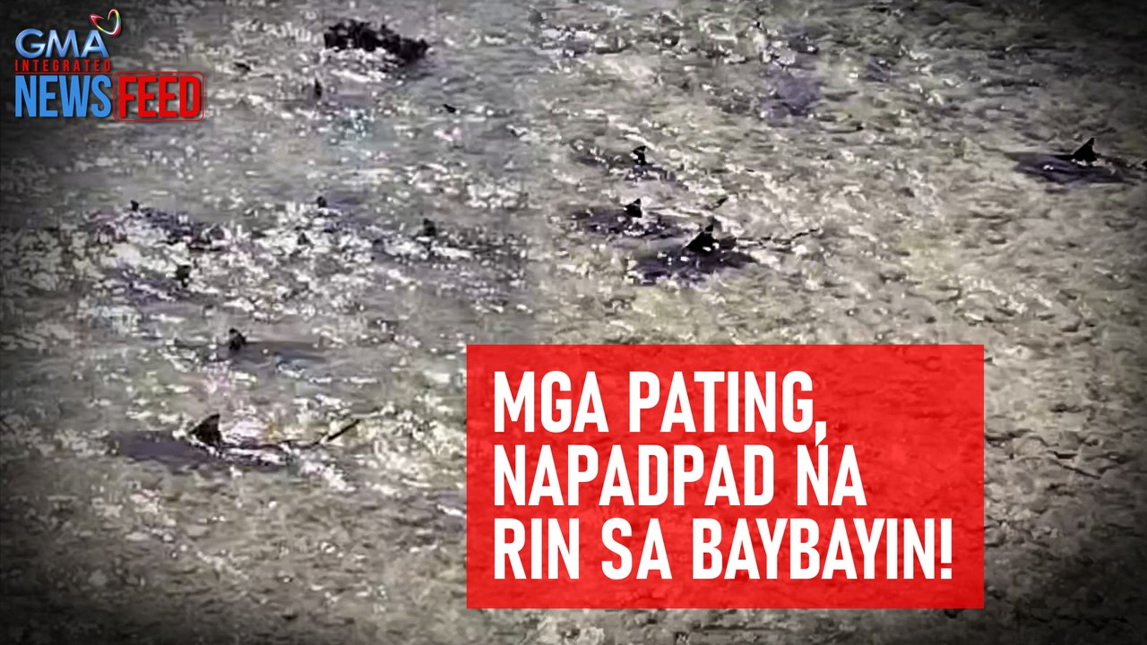 Mga pating, napadpad na rin sa baybayin! | GMA Integrated Newsfeed ...