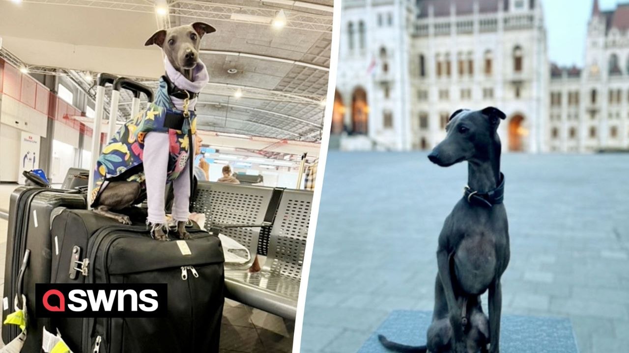 "We fly our Italian greyhound around the world on holiday - and spent £ ...
