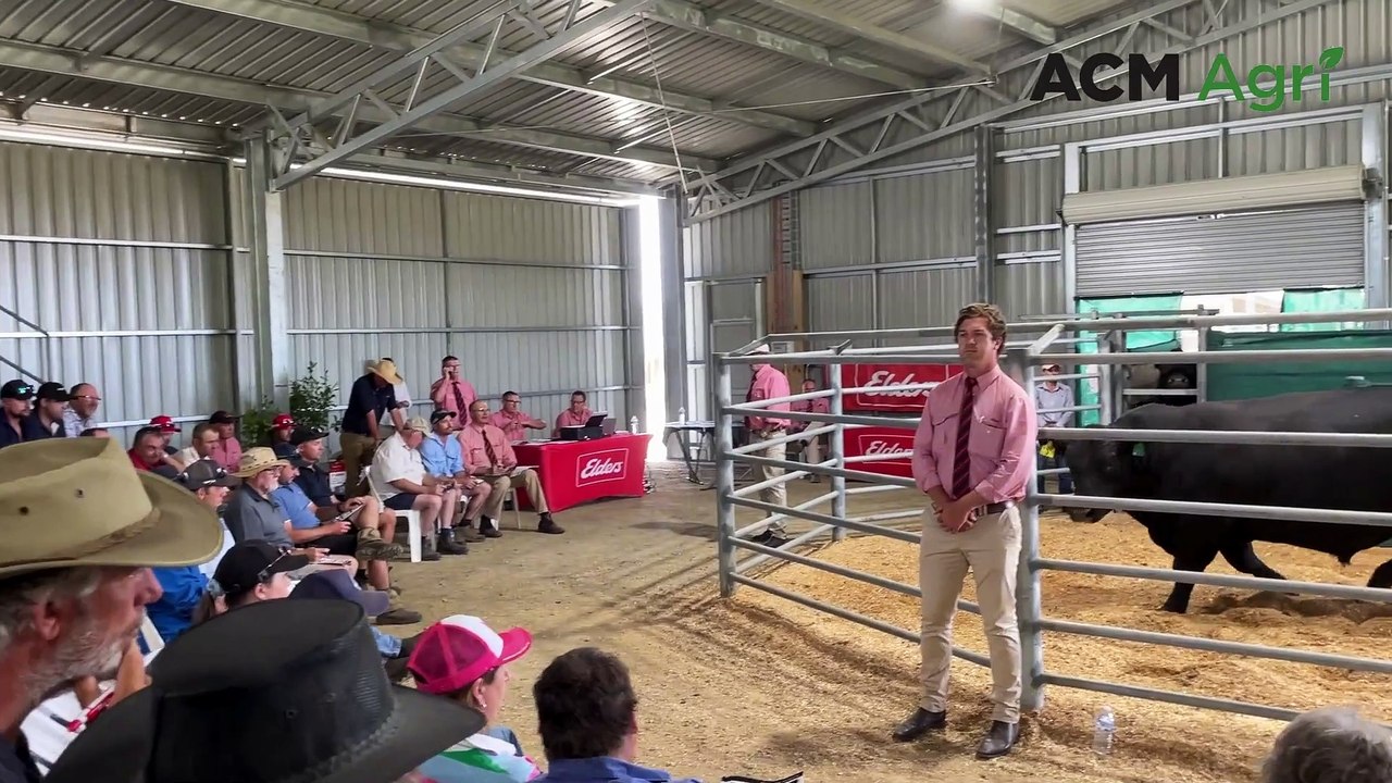 Nampara Angus bull tops Angus Week at $66,000 | February 21, 2024 ...