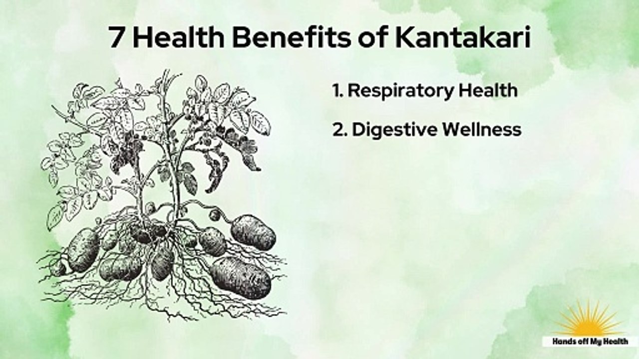 Experience the Magic of Kantakari herb! #AyurvedaShorts #KantakariMagic ...