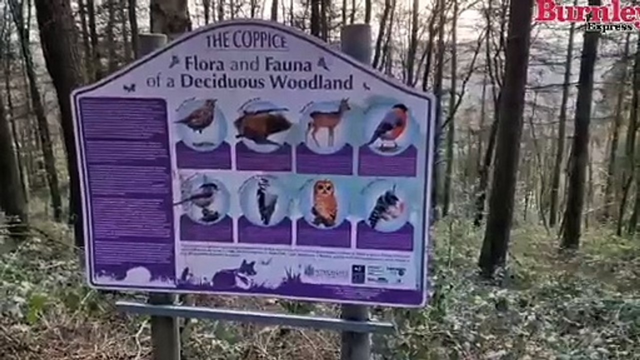 A stroll around the lovely woodland nature reserve The Coppice in ...