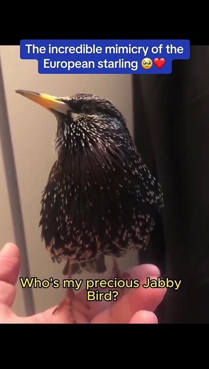 European birds - video Dailymotion