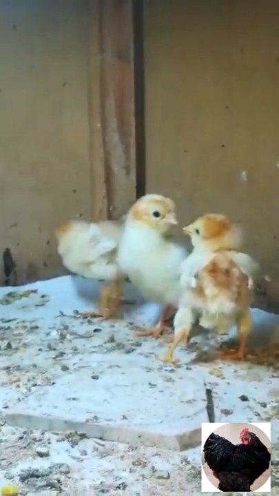 Yokohama Chicks - video Dailymotion