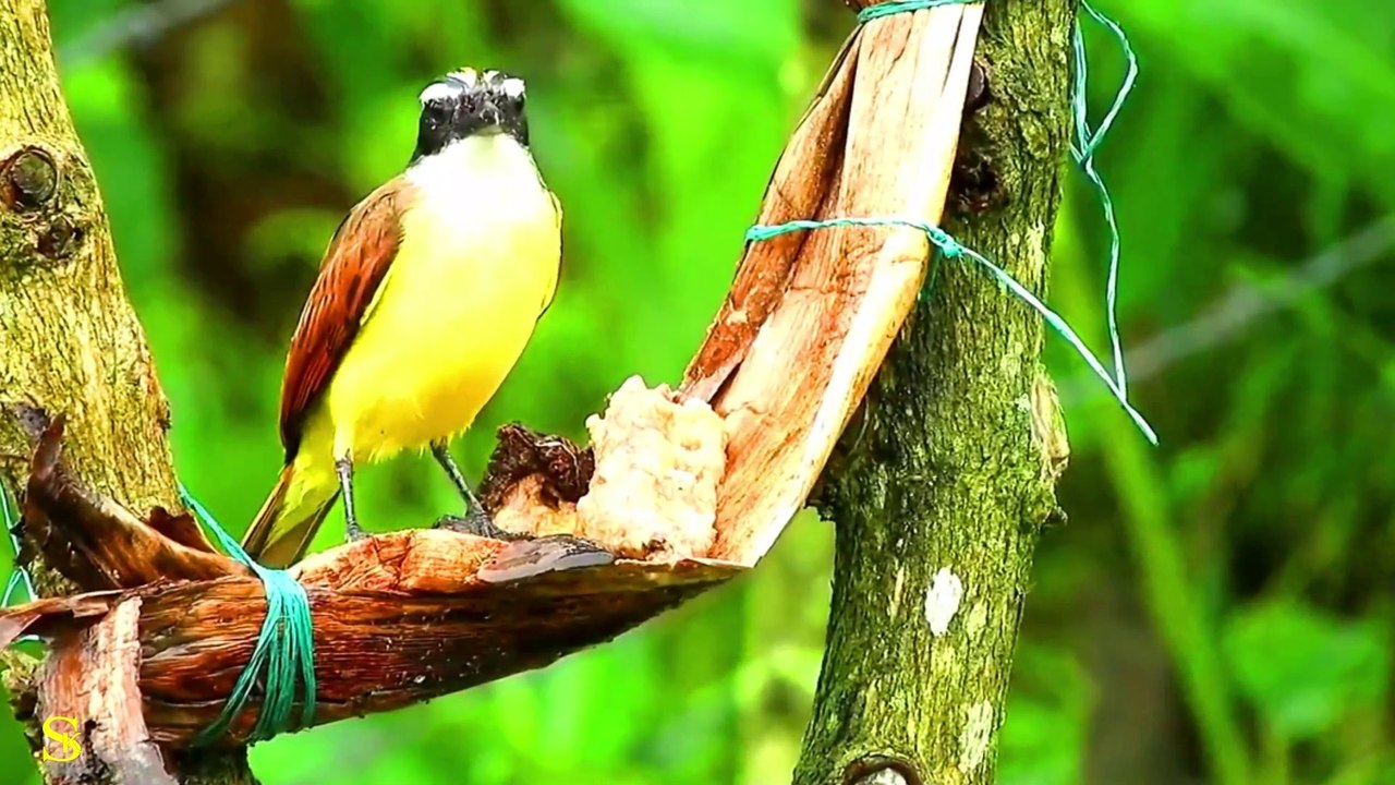 World Beautiful Birds 4K HDR 60fps Video _ The Greatest BIRD COLLECTION ...