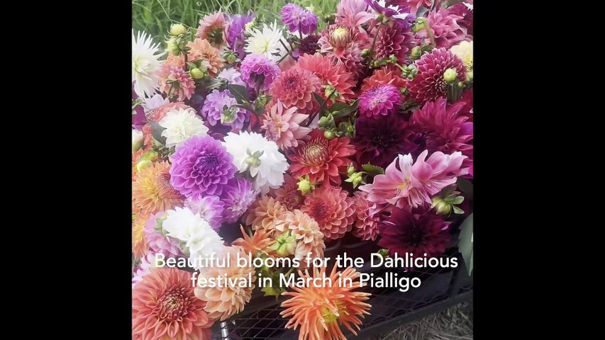 Dahlicious Festival in Pialligo | The Canberra Times | Canberra, ACT