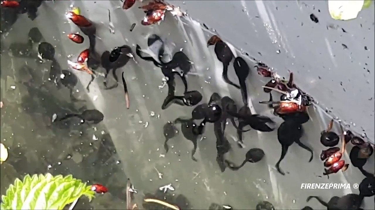 Stadio larvale degli anfibi anuri, i girini. Vallombrosa - Giugno 2020 ...