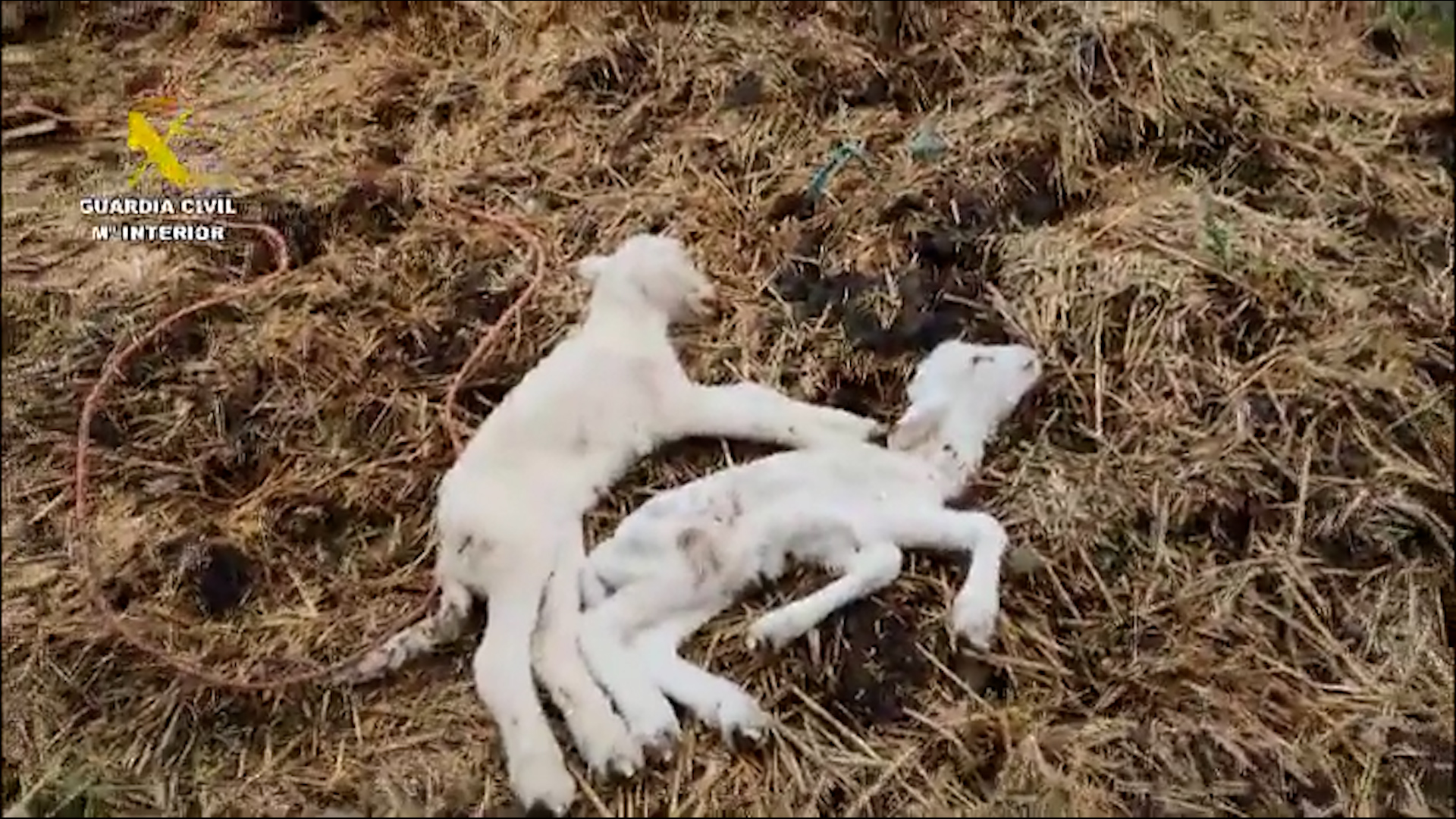 Encuentran multitud de animales muertos por falta de cuidado en ...