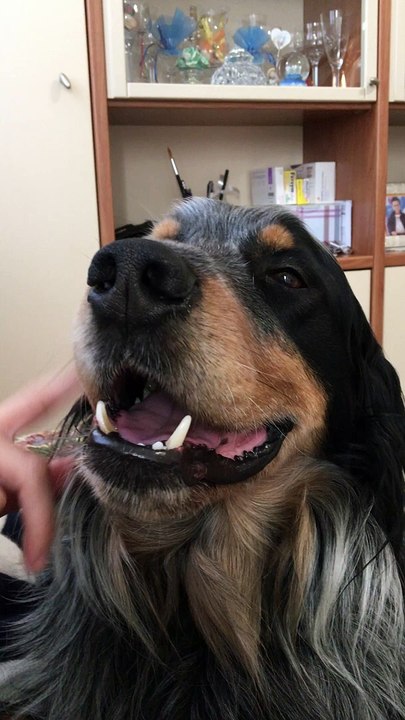 IMG_0231 - Video Dailymotion