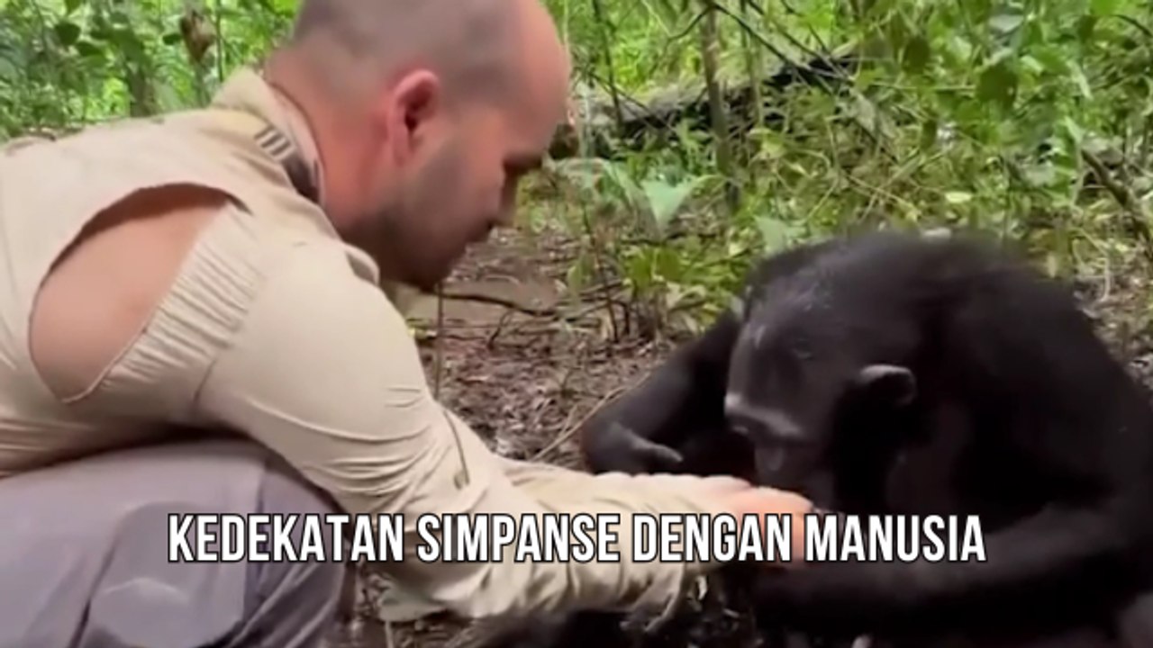 Kedekatan Simpanse Dengan Manusia - Video Dailymotion