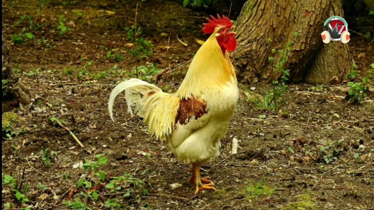 rooster crowing sound effect_rooster_free sound effects - video Dailymotion