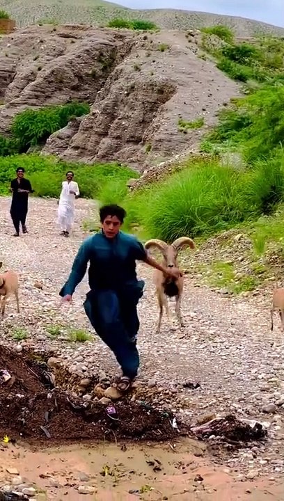 Fun with animals - video Dailymotion