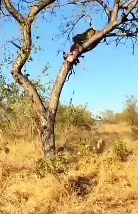 Bibtya Leopard Vs Lion And Wolf Fight - video Dailymotion