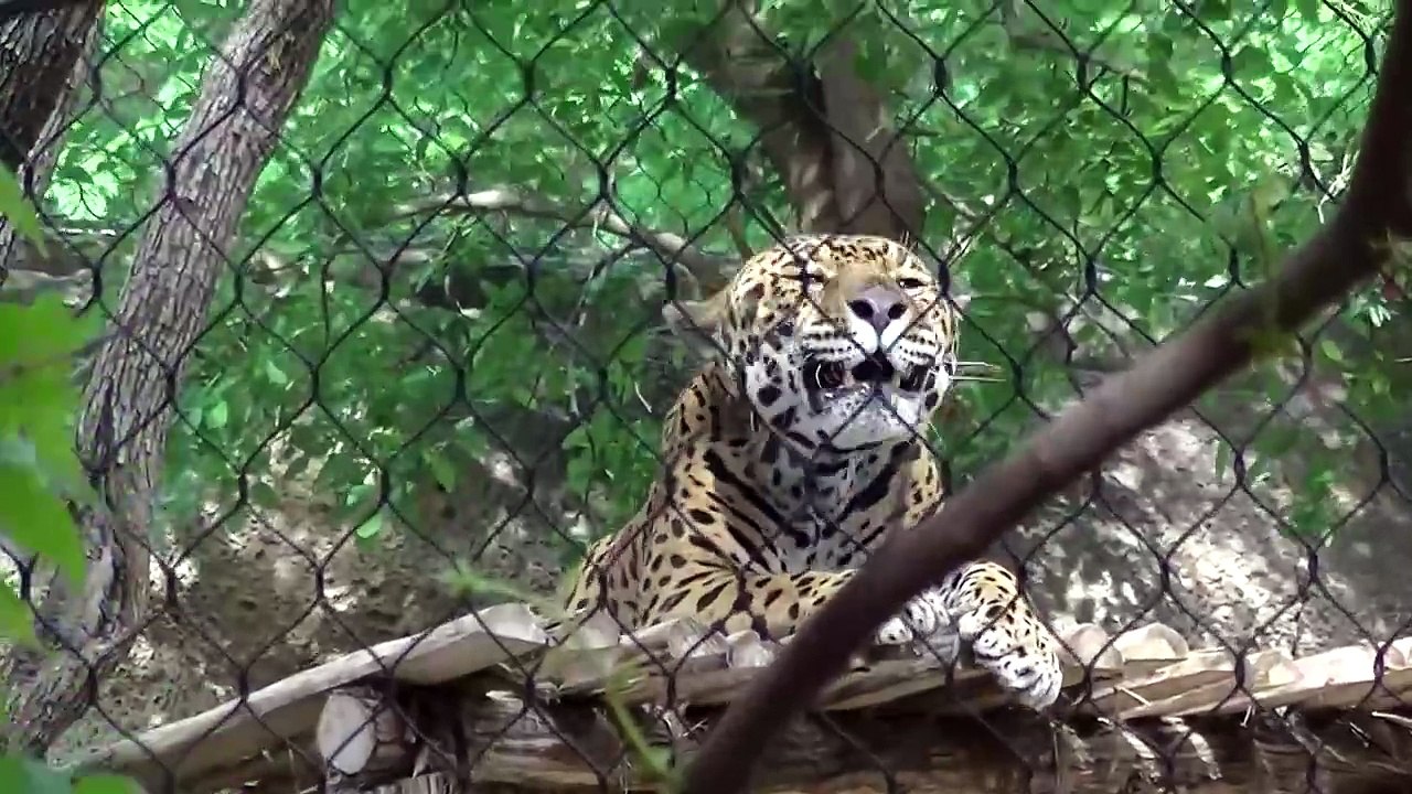 Beautiful Jaguar Roar - video Dailymotion