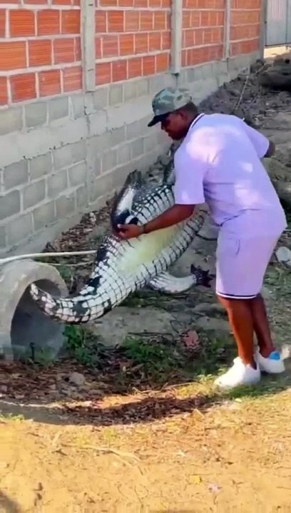 Fake crocodile prank video - video Dailymotion