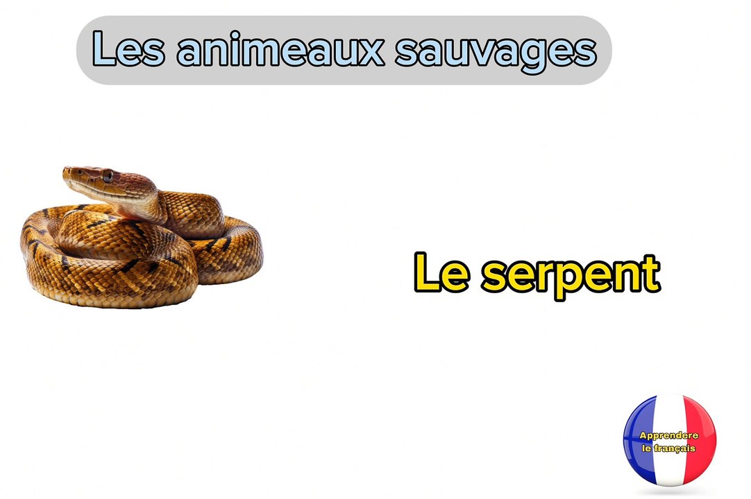 Les animeaux sauvages en français. 100 animals names in french - فيديو ...