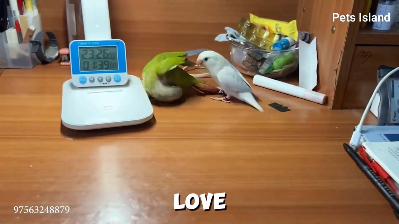 Funny Parrot Videos Compilation | PARROT TALKING - video Dailymotion