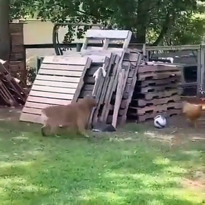 Funniest Animals Ever - Awesome Funny Animals' Life Videos - Funniest ...