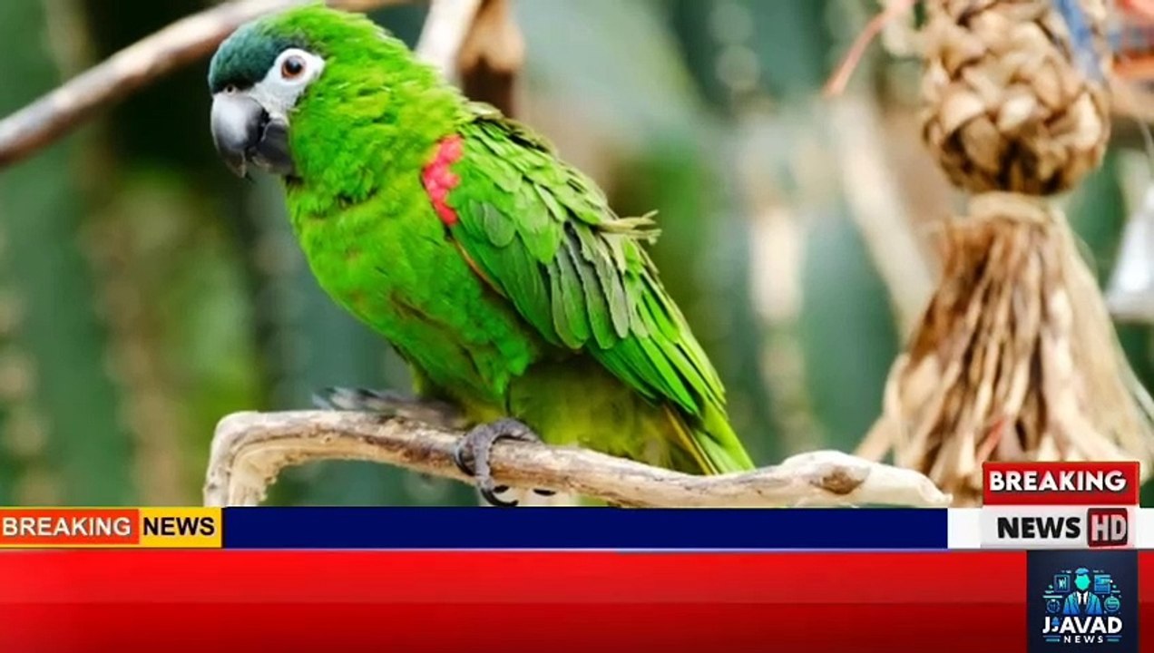 Understanding Parrot Fever: Symptoms, Transmission, and Treatment ...