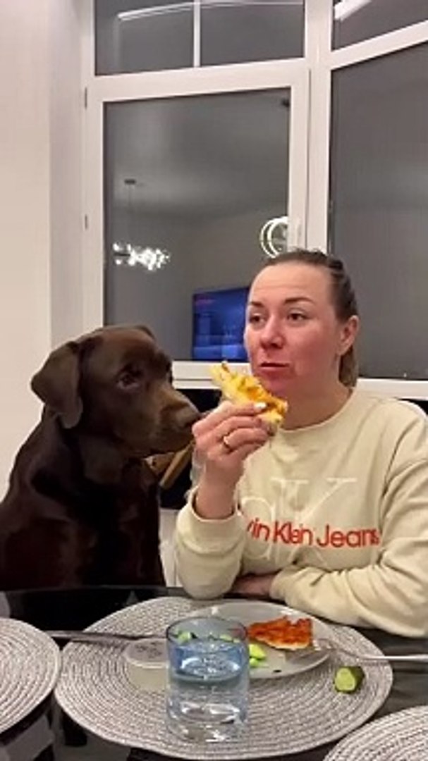 Lab Eating Pizza Black Lab Puppy Eating Pizza" Poster For Sale By