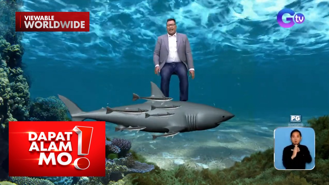 Isang uri ng isda, kumakapit sa pating para sa libreng pagkain ...