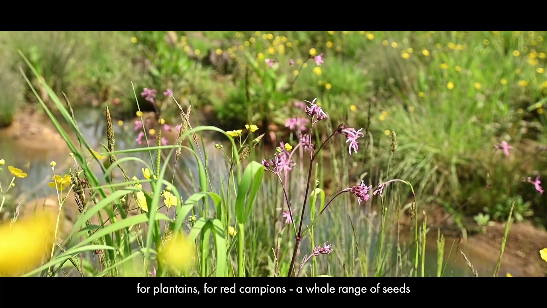 River restoration project
