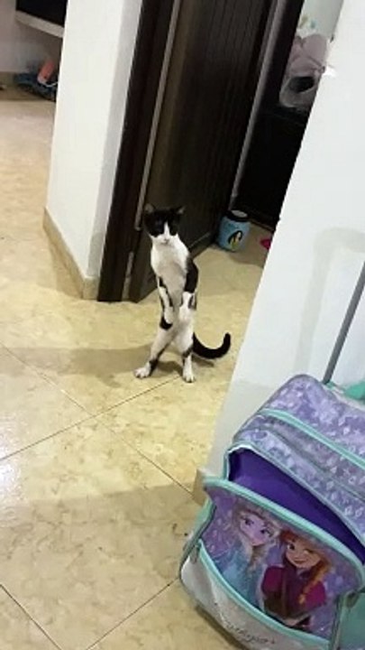 Eavesdropping Cat - video Dailymotion