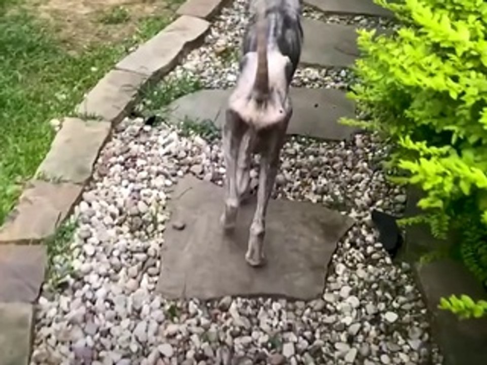 Walking skeleton turns into the most beautiful husky - video Dailymotion