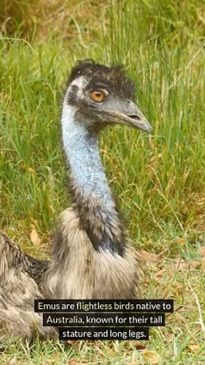 Facts About Emu - video Dailymotion