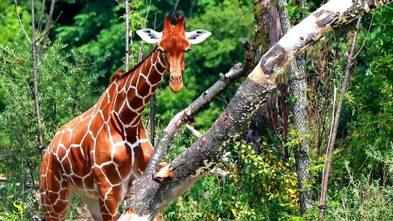 Giraffe 4K Ultra HD 60fps Video _ Giraffes Collection in 4K HDR 60fps ...