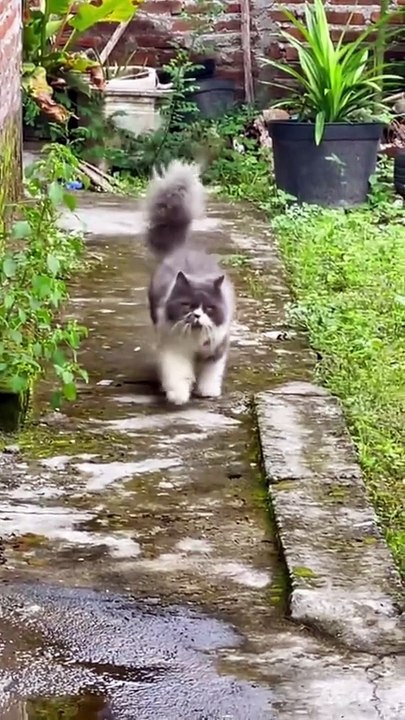 Funny Cat episode02 - Geng Lucu kucing - Video Dailymotion