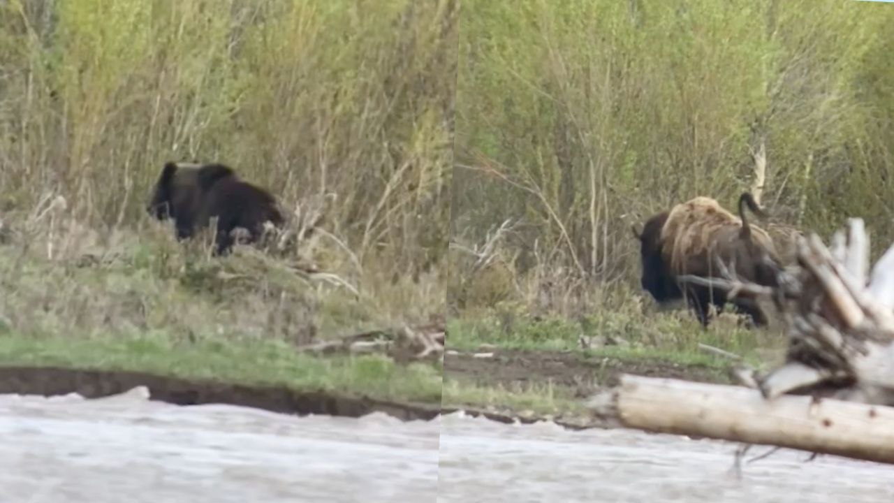 Protective Mother Bison Chases Bear Away From Her Young | Wild-ish TV ...