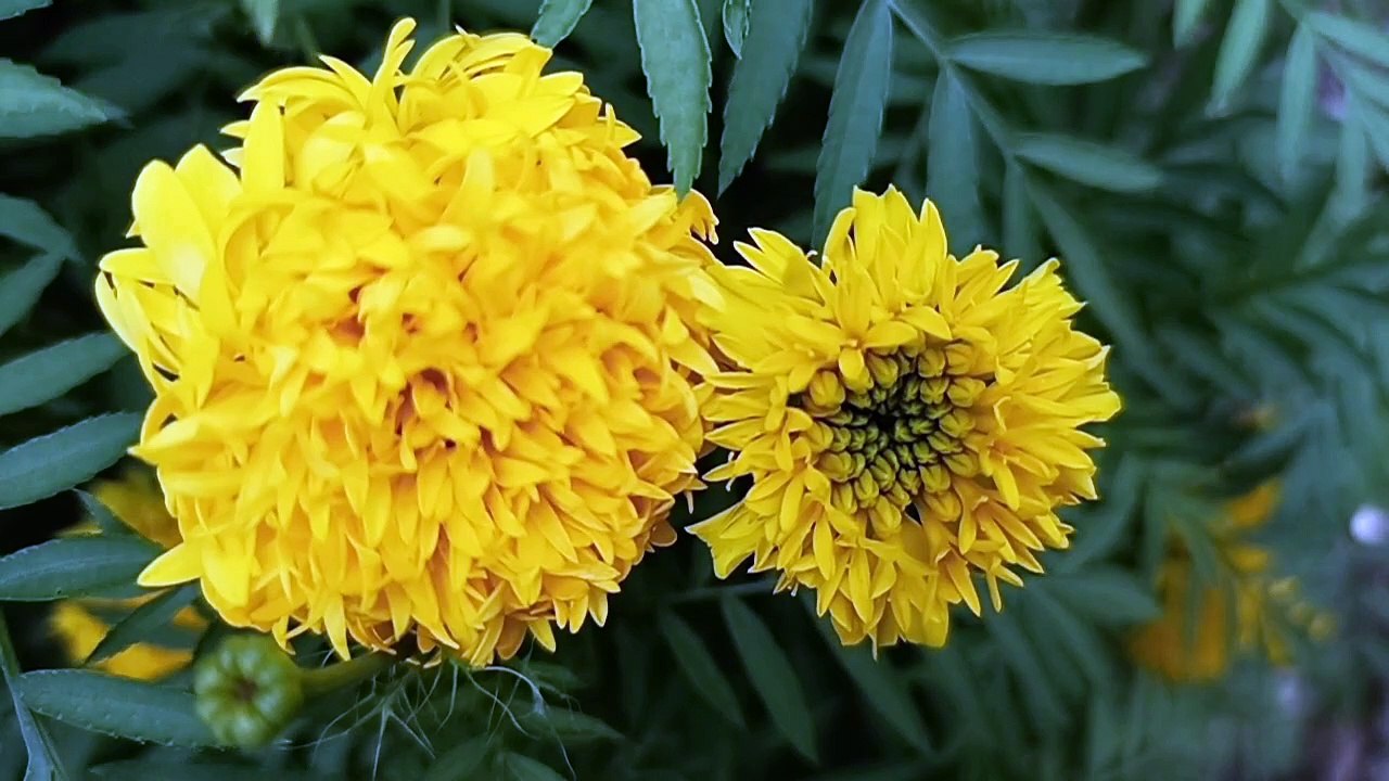 flower - video Dailymotion