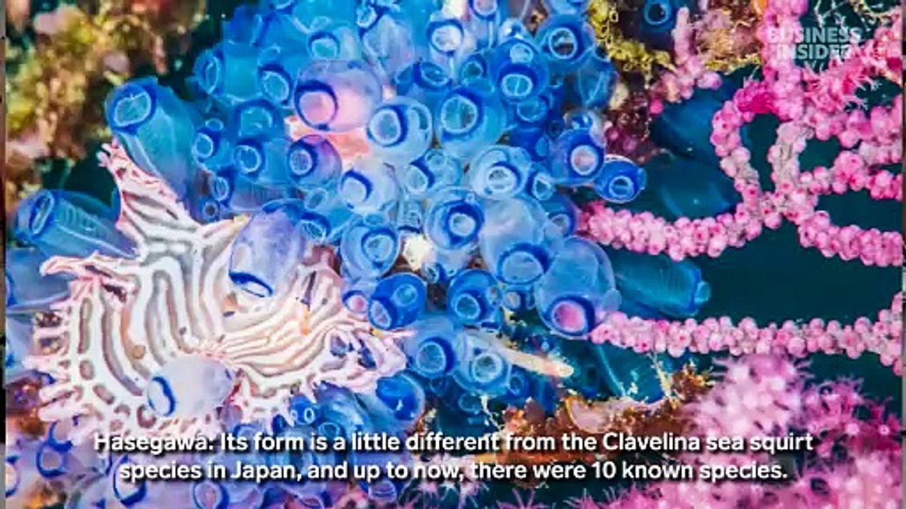 Adorable 'panda skeleton' sea squirt identified as new species - video ...