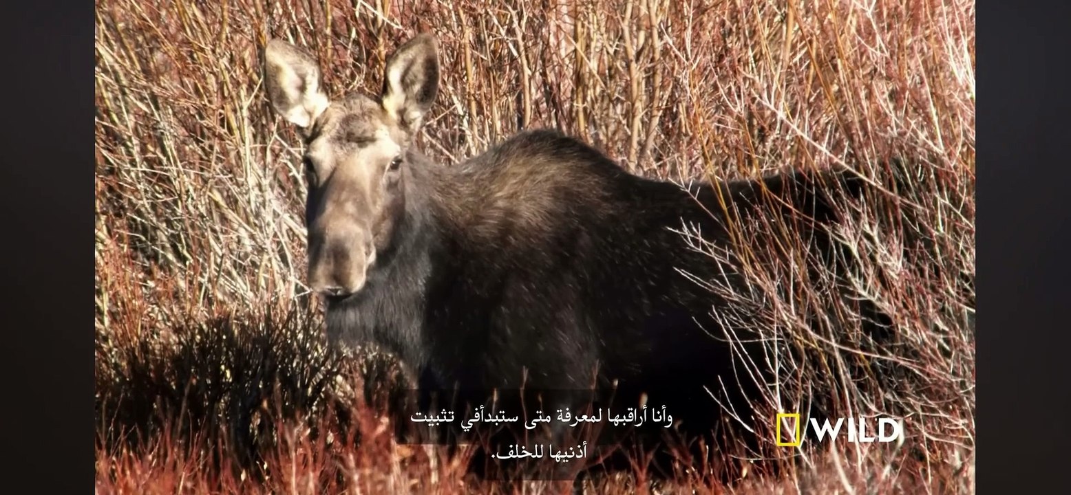 Super Moose - video Dailymotion