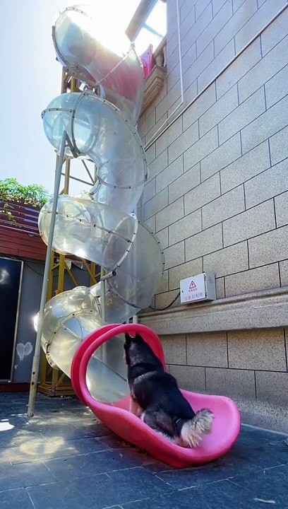 dog slide - video Dailymotion