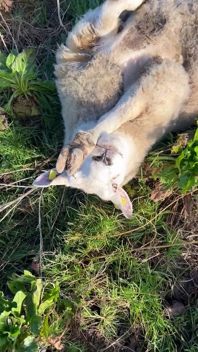 What to Do If You See a Sheep Stuck on Its Back - video Dailymotion