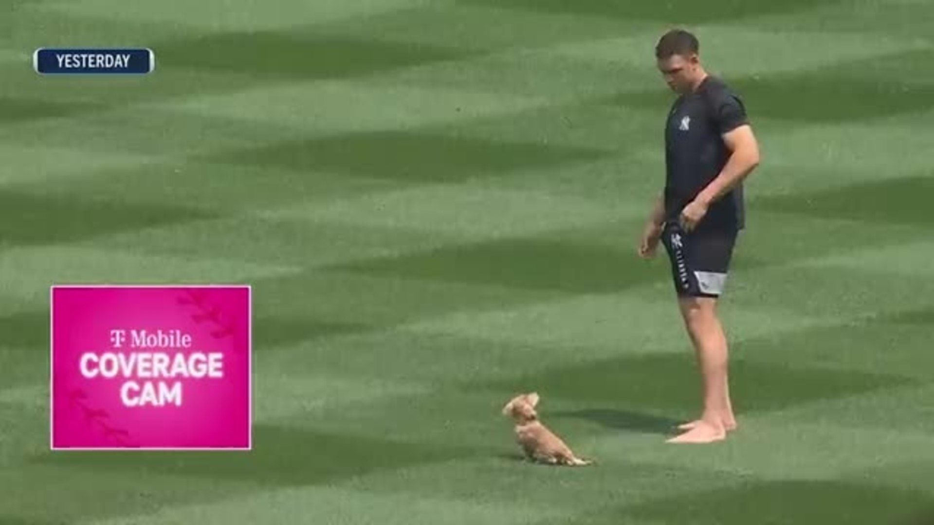 El adorable perro de Aaron Judge hizo su debut en el Yankee Stadium ...