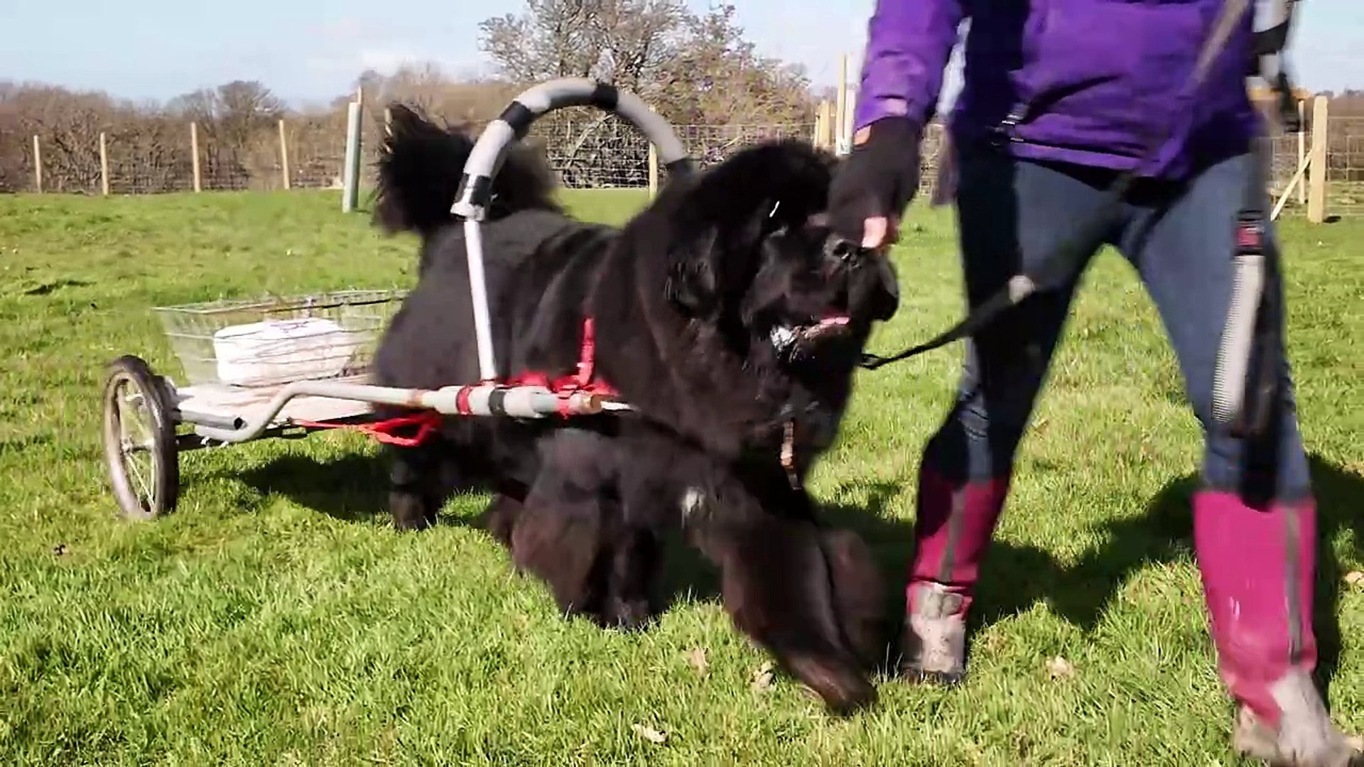 Newfoundland Pulling Cart 2018 Newfoundland Dog Christmas Tree Pull