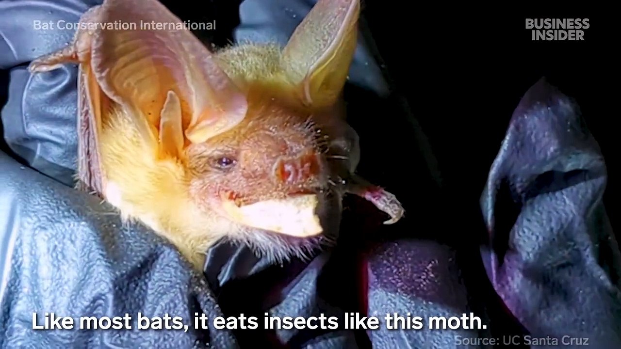 Meet California's new state bat that eats scorpions and lizards - video ...