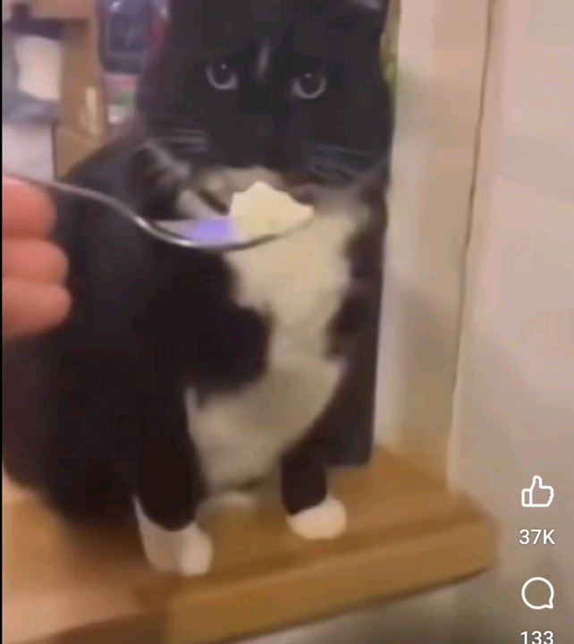 Cats Barfing - video Dailymotion