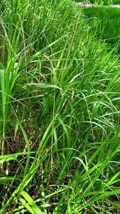 sunny day day craping for long time - video Dailymotion